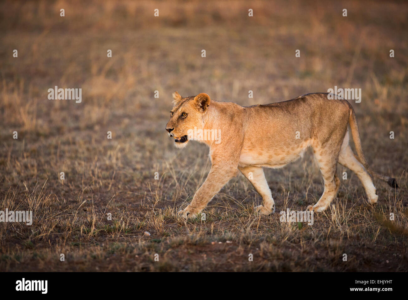Lion standing up hi-res stock photography and images - Alamy