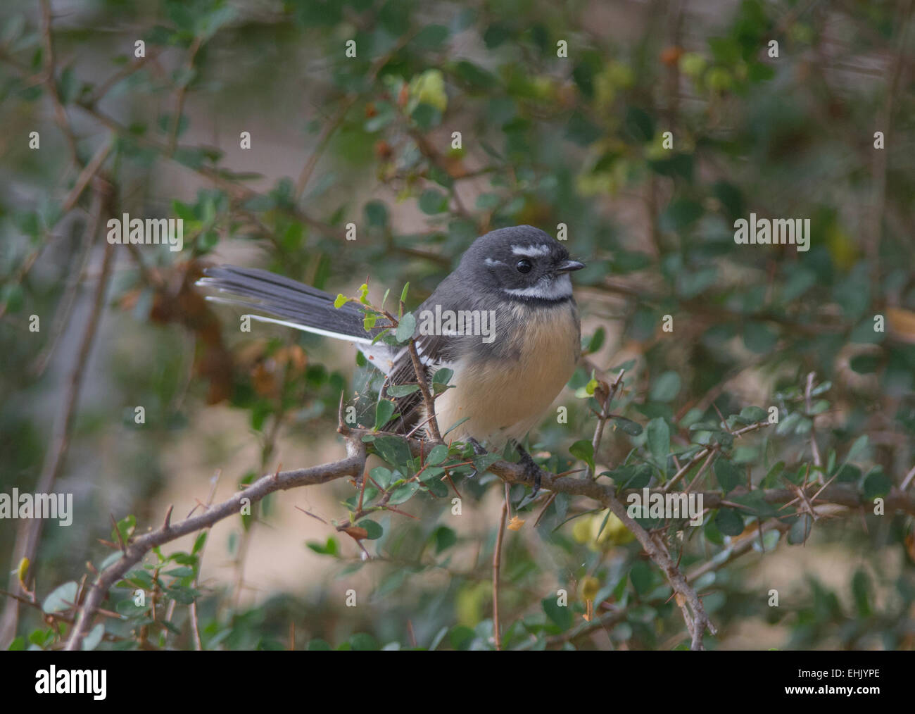 Fantail hi-res stock photography and images - Alamy