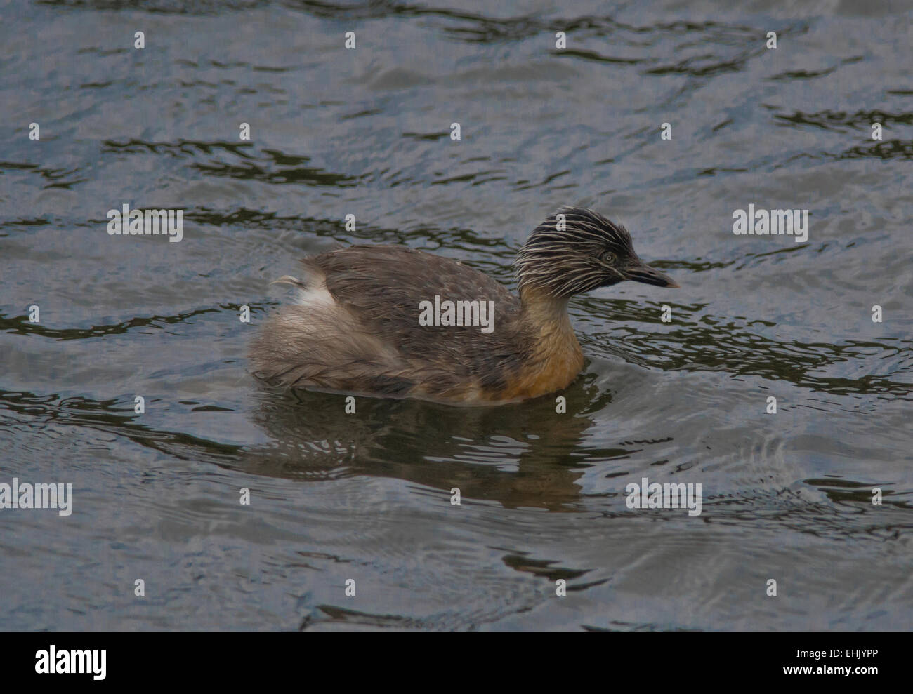 Hoary headed grebe hi-res stock photography and images - Alamy