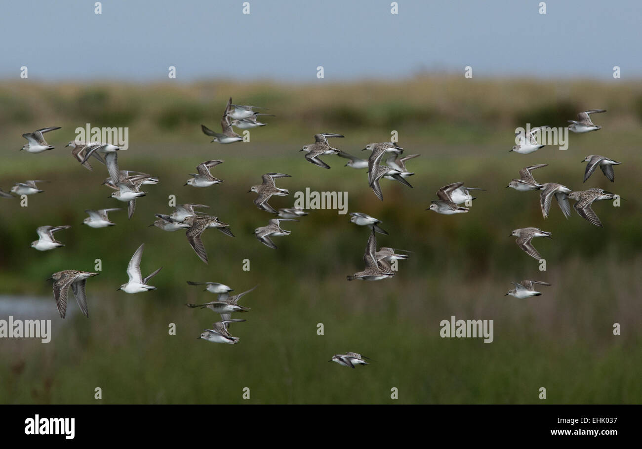 Sharp tailed sandpipers hi-res stock photography and images - Alamy