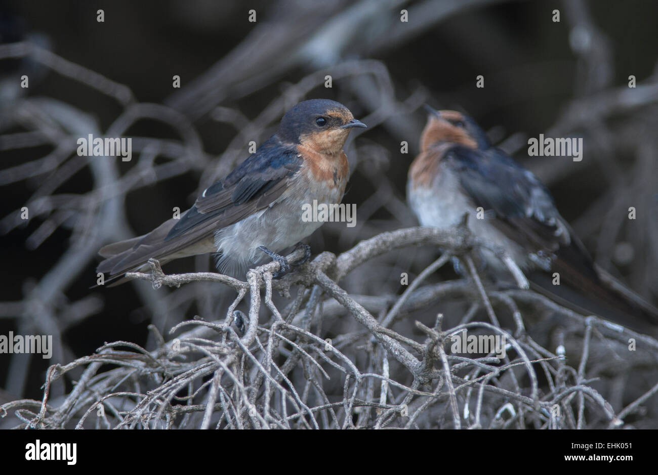 Welcome swallow hi-res stock photography and images - Alamy