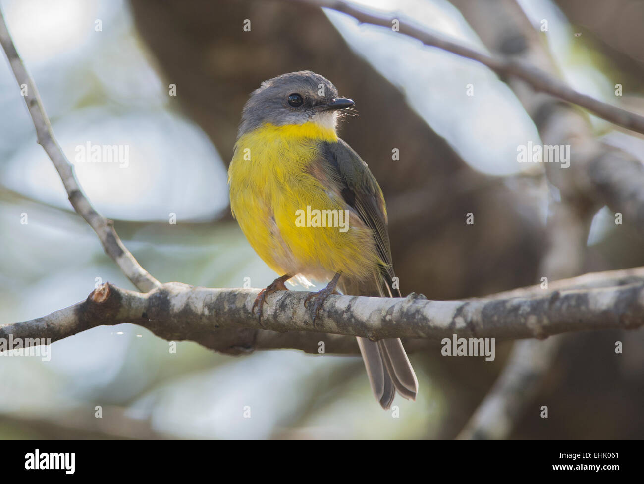 Robin birds hi-res stock photography and images - Alamy