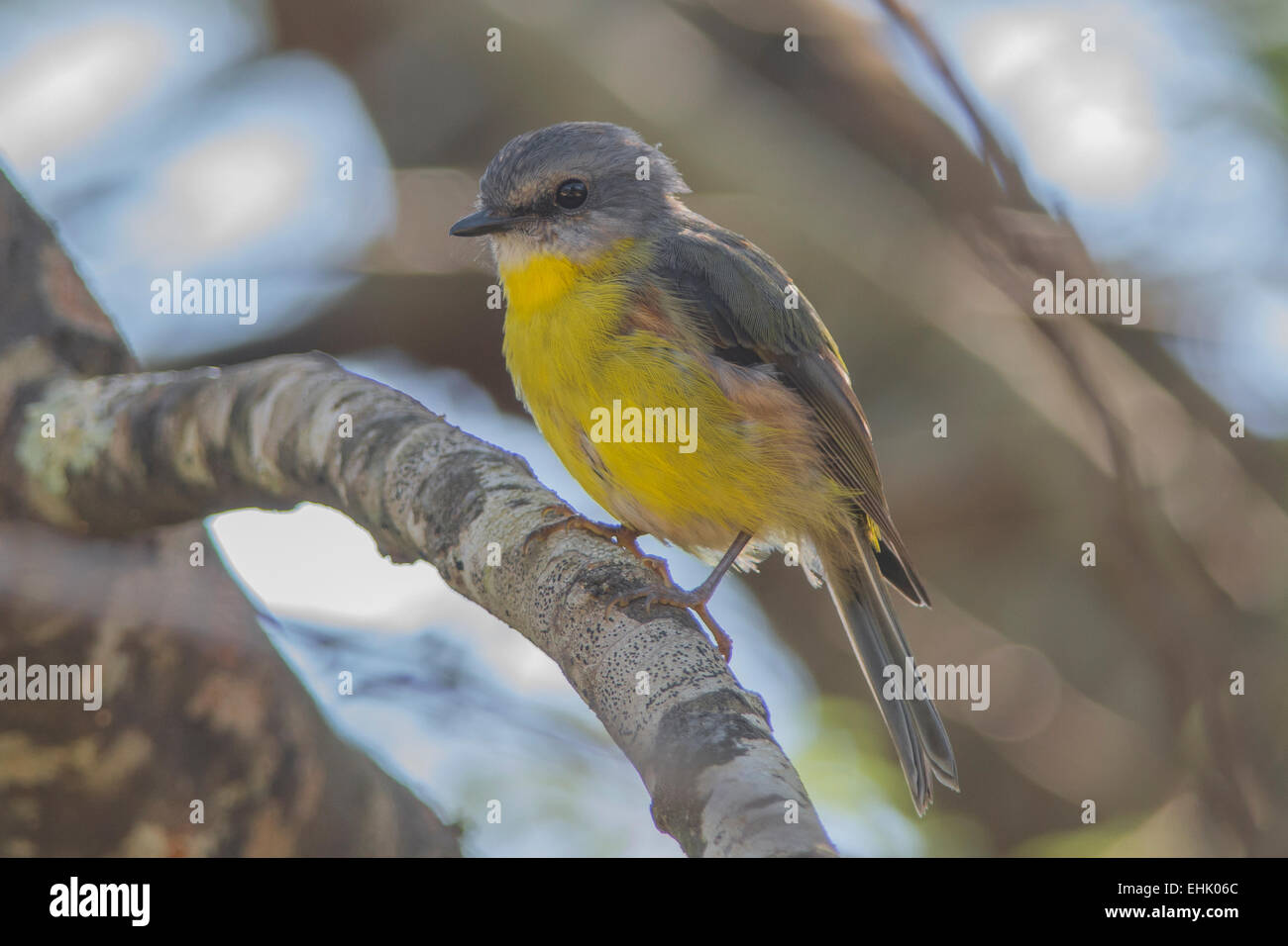Robin birds hi-res stock photography and images - Alamy