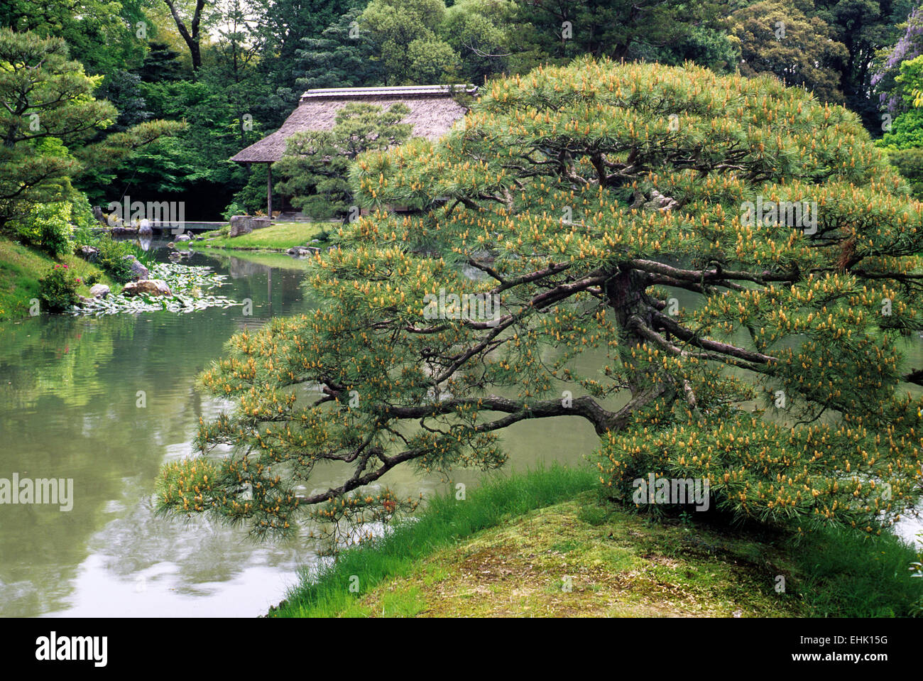 The City of Kyoto is a unique reserve for ancient Zen gardens and ...