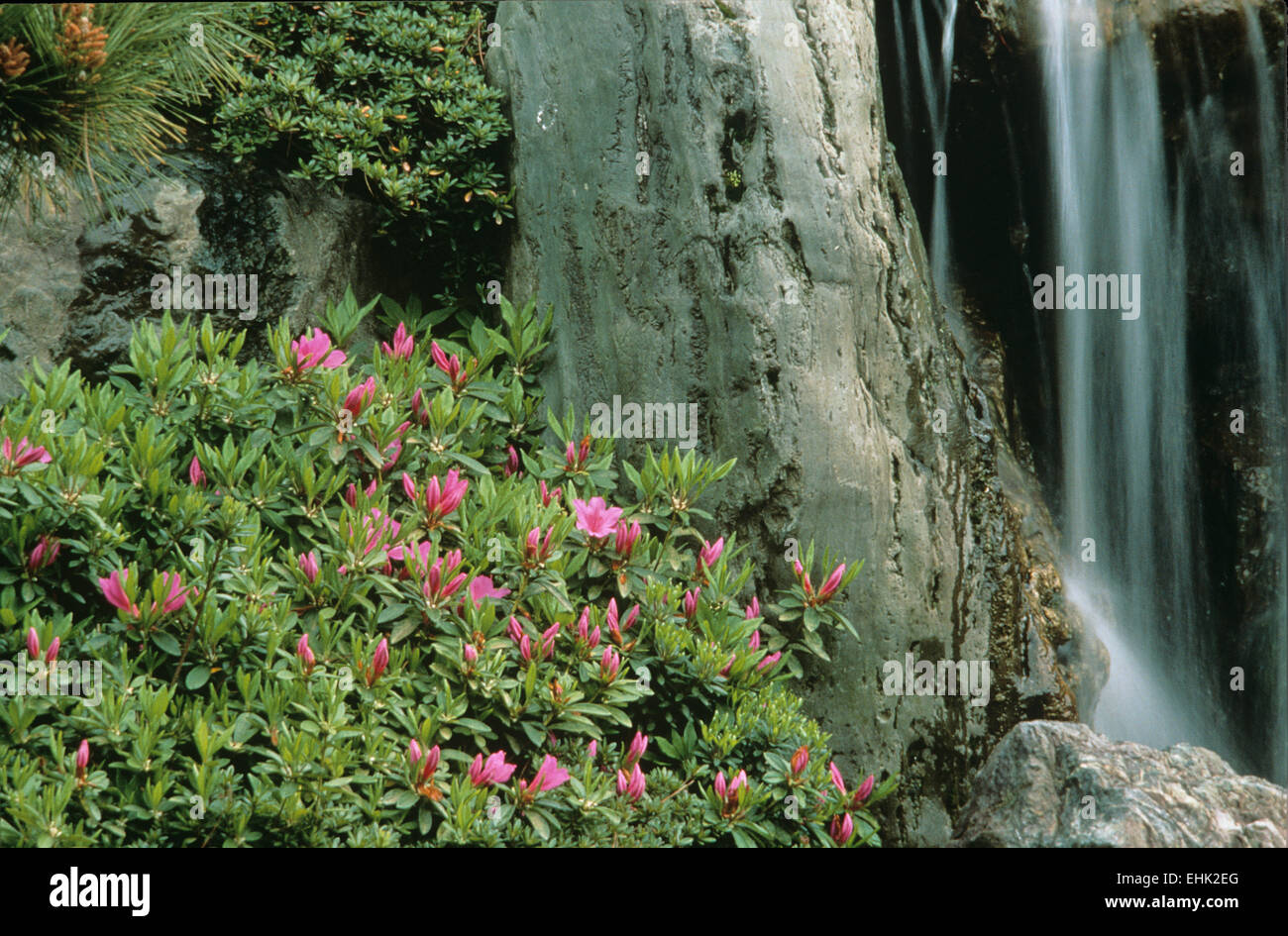Azalea images hi-res stock photography and images - Alamy