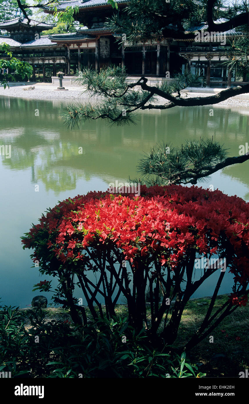 A single azalea blooming in a sun ray at the Byodo-in Temple in Uji ...