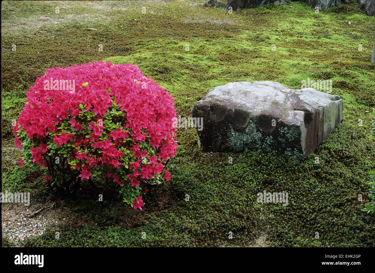 A stone and a blooming azalea on some moss is all that is needed to ...