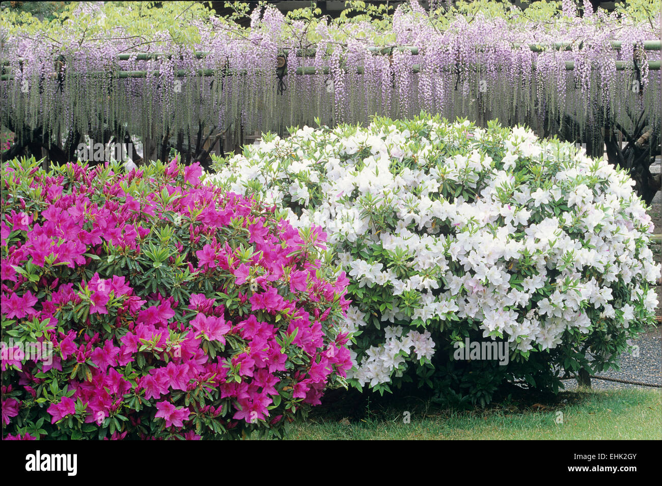 Azaleas and wisteria signal the onset of the colorful spring bloom and ...