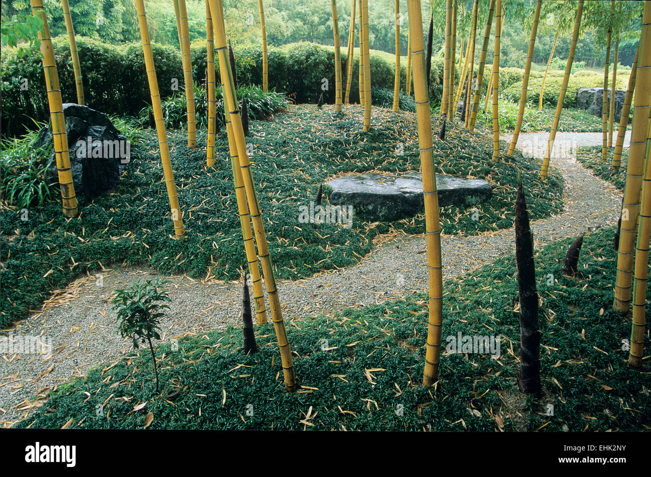An scene created by a bamboo forest accented with a low bamboo ground ...
