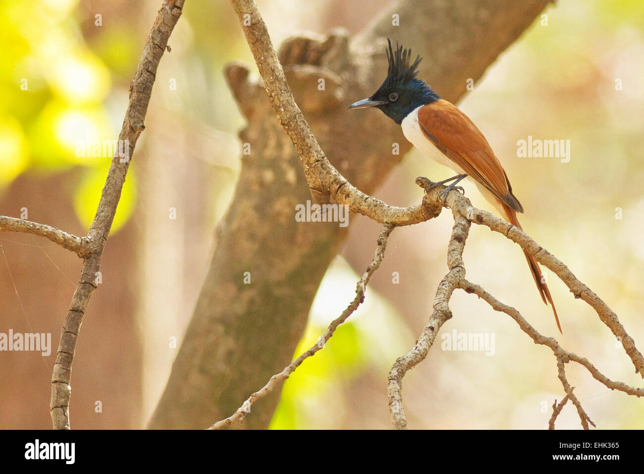 Indian Paradise-Flycatcher (Terpsiphone paradisi) rufous morph Stock ...