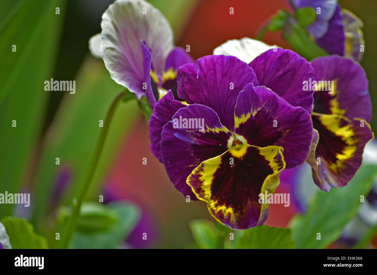 Purple Pansy flower in botanical garden at Ooty,Tamilnadu,India Stock ...