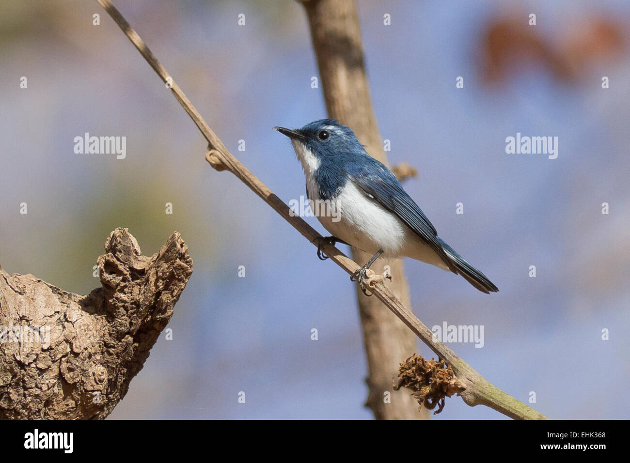 Ultramarine Flycatcher (Ficedula superciliaris Stock Photo - Alamy
