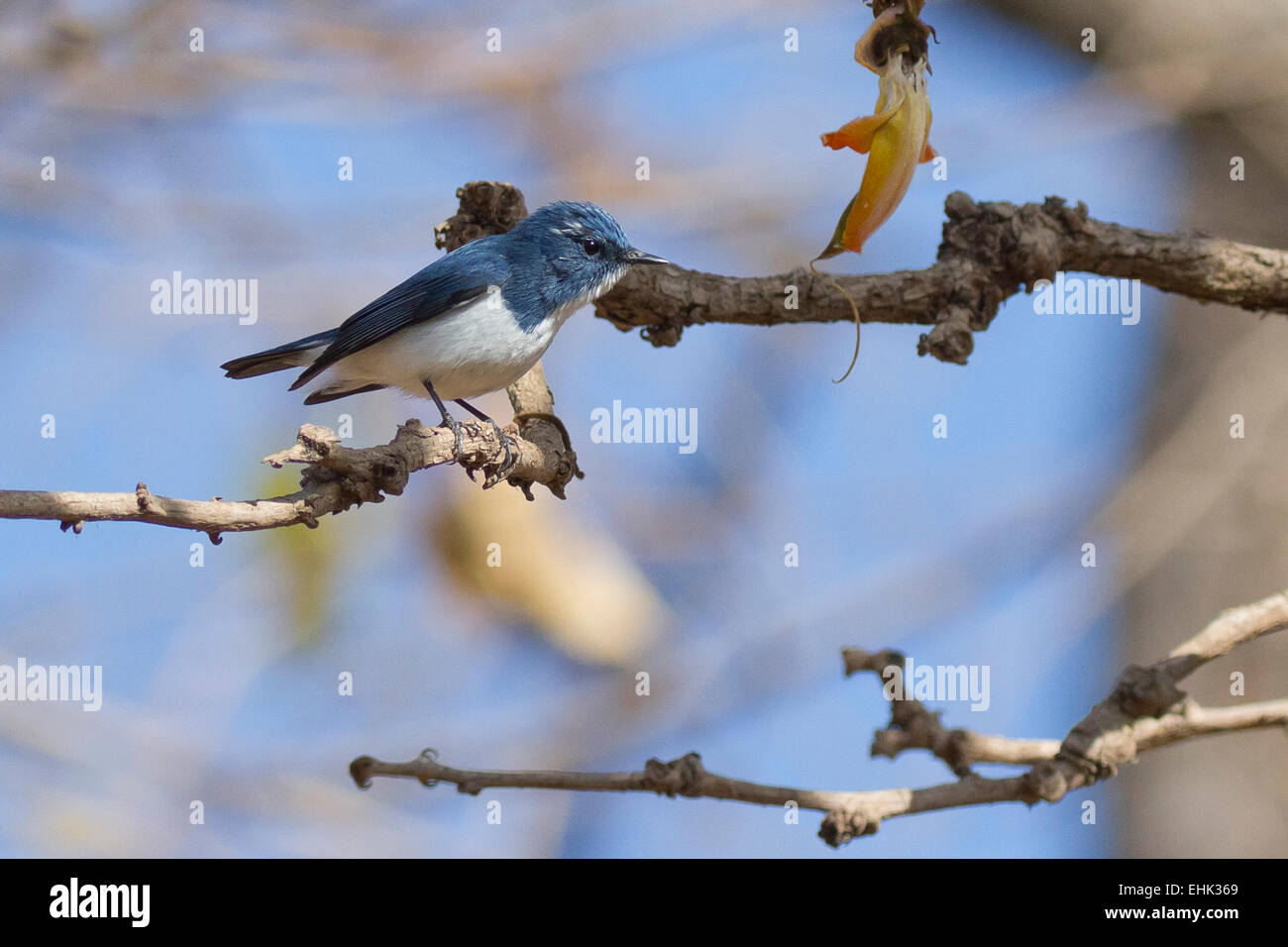Ultramarine Flycatcher (Ficedula superciliaris Stock Photo - Alamy