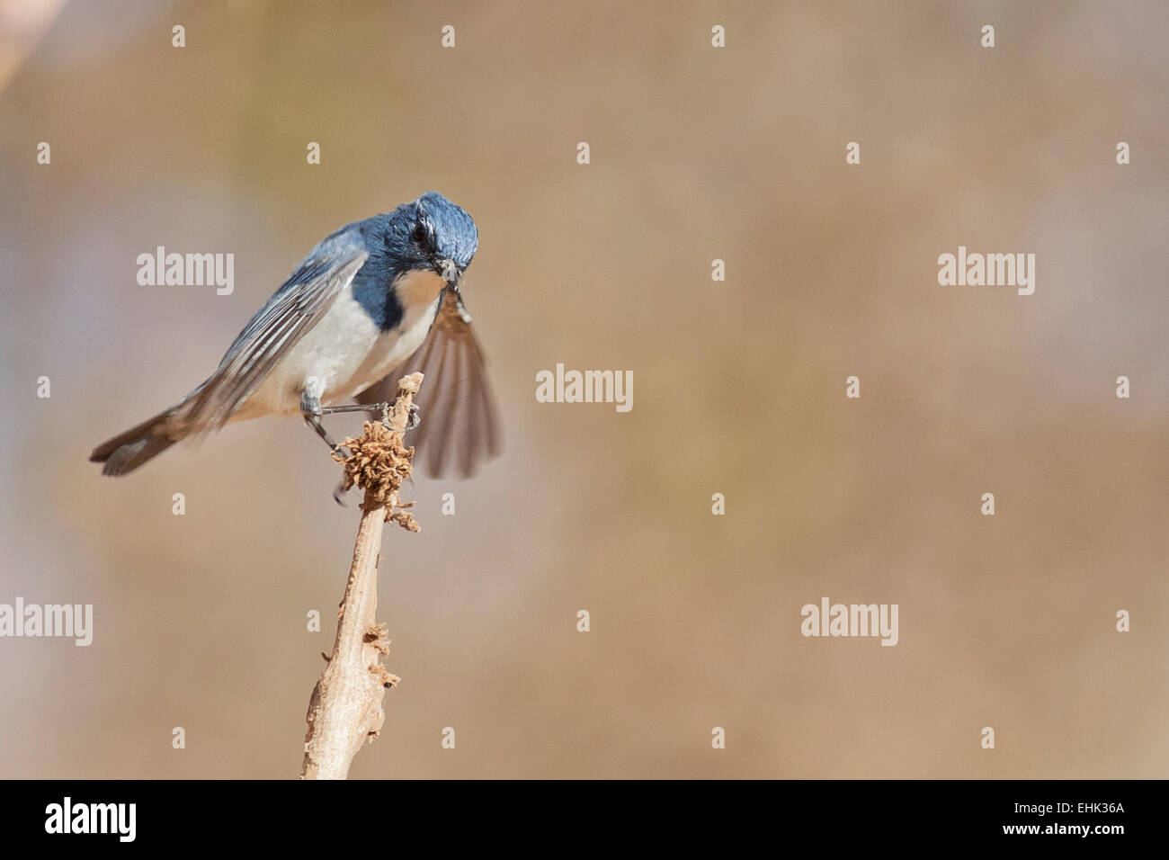 Ultramarine Flycatcher (Ficedula superciliaris Stock Photo - Alamy