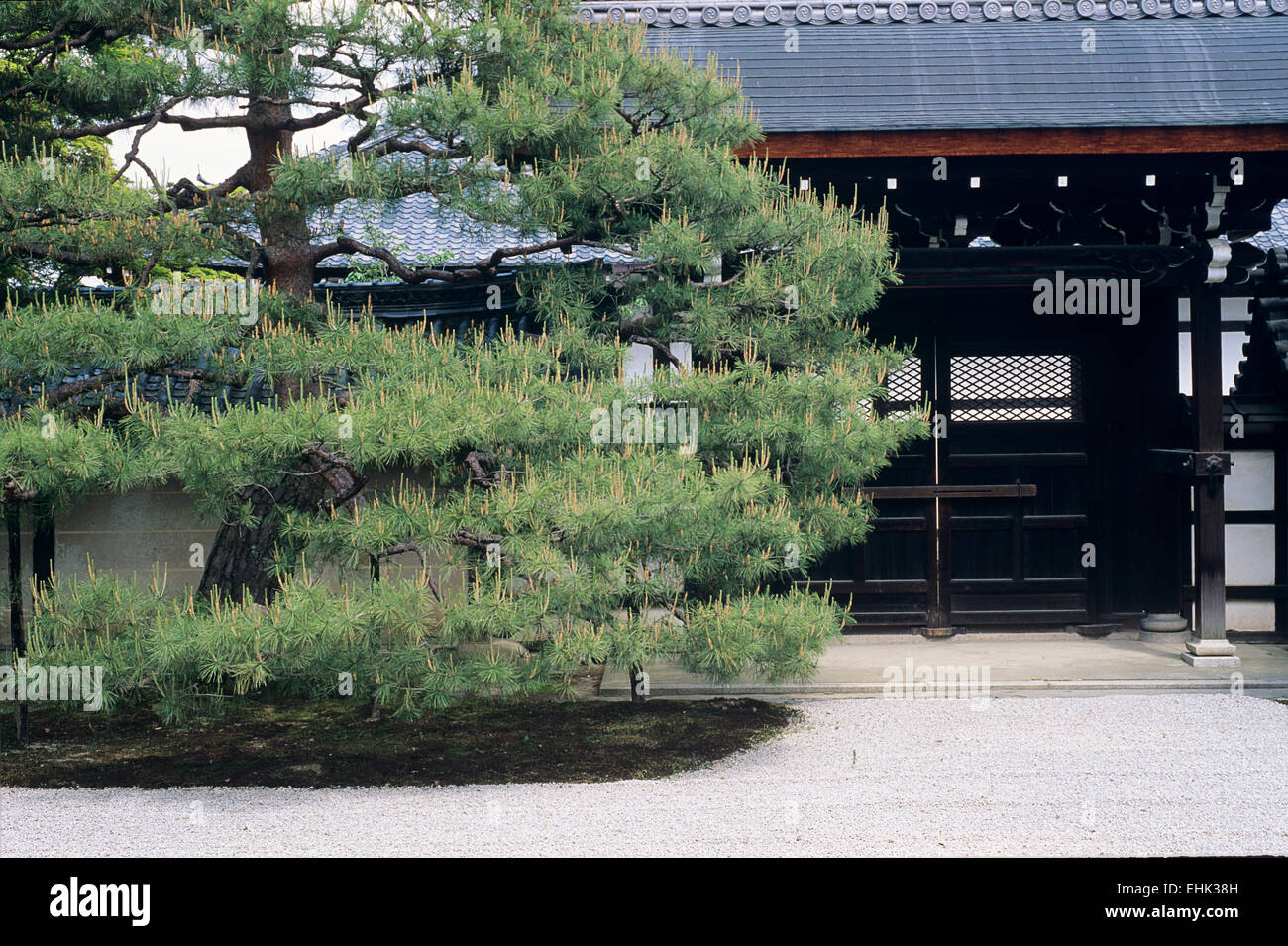 Japanese pine trees hi-res stock photography and images - Alamy