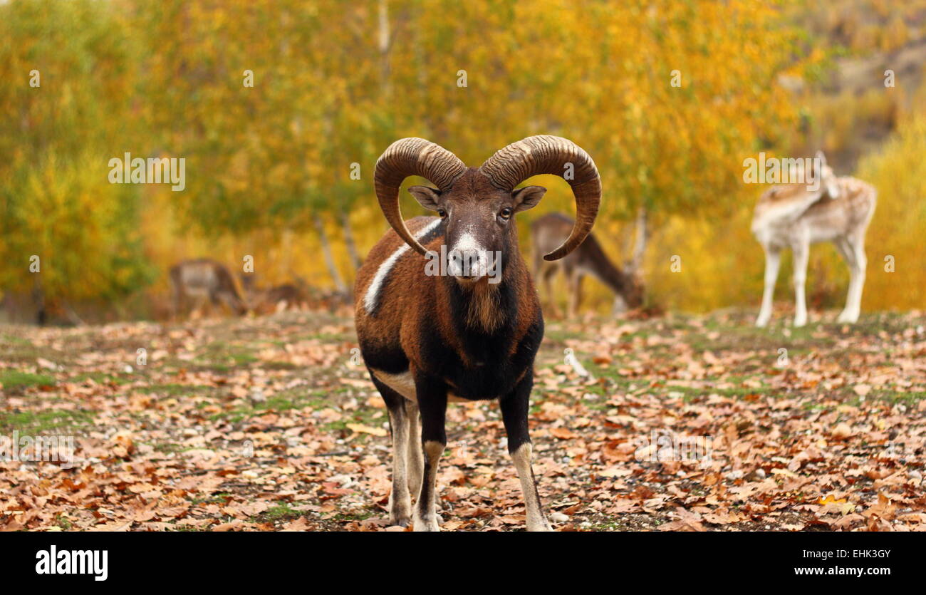 Moufflon hi-res stock photography and images - Alamy
