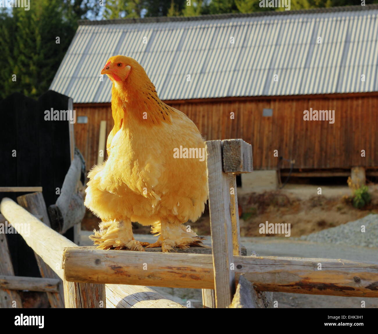 Hen and chicken hi-res stock photography and images - Alamy