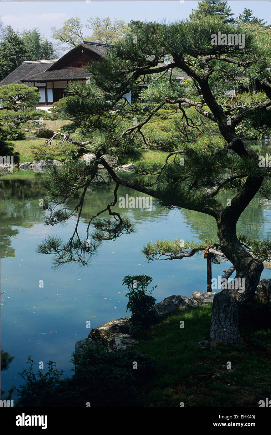 Pine trees are a major element in the Japanese garden and they are ...