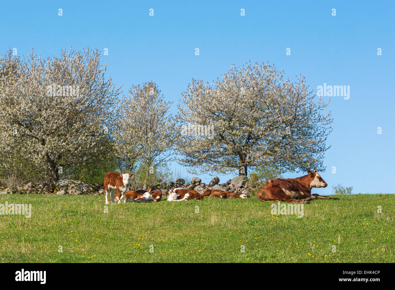 Calf tree calves on grass hi-res stock photography and images - Alamy