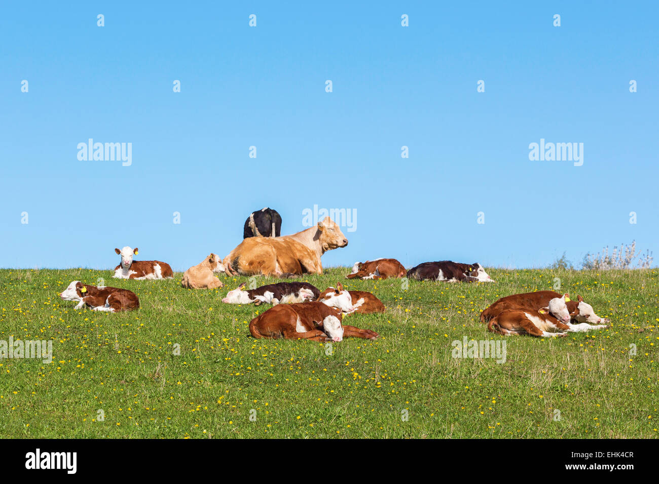 Cows and calves resting in the meadow at spring Stock Photo - Alamy