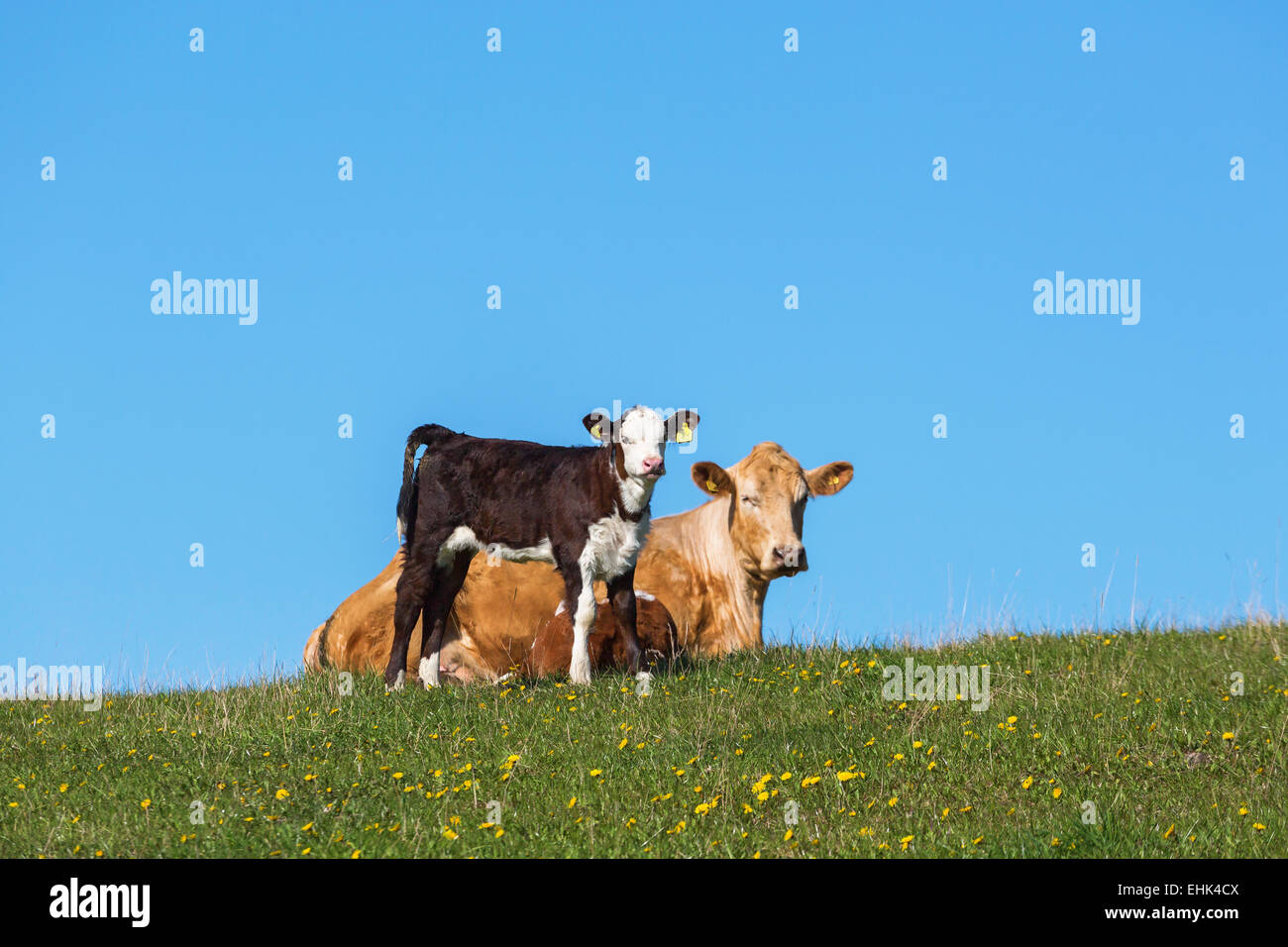 Cow calf meadow hi-res stock photography and images - Alamy