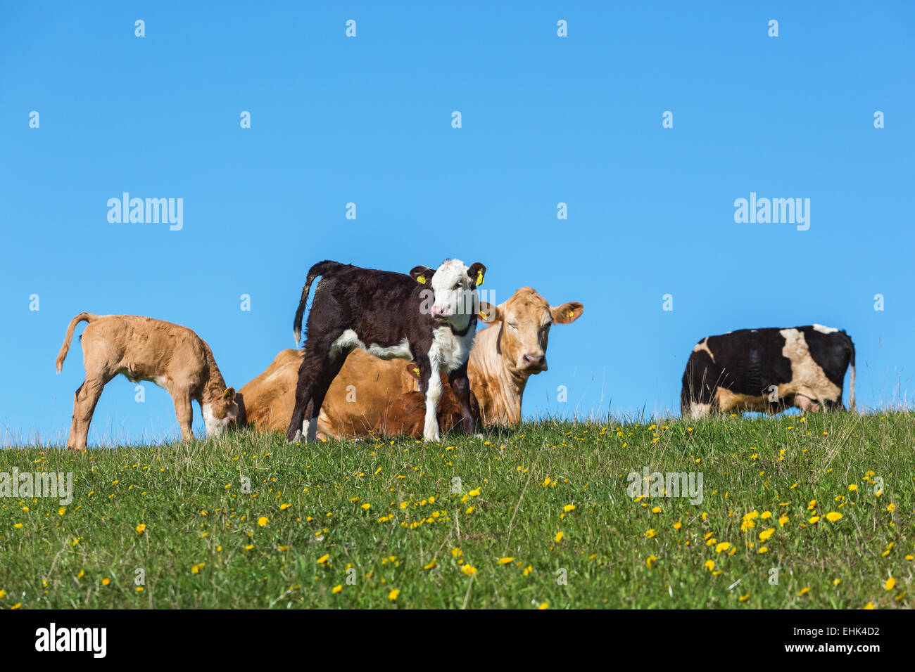 Calves and cows resting in the meadow Stock Photo - Alamy