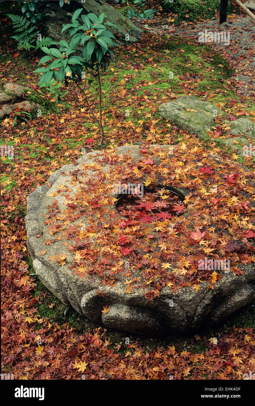Maple leaves cover a stone basin in November giving this scene in the ...