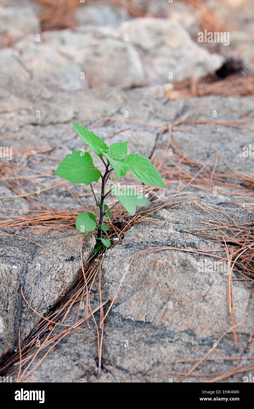 Seedling rock hi-res stock photography and images - Alamy