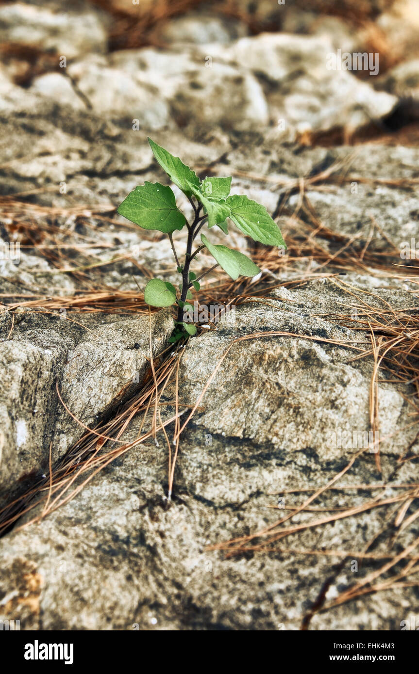 Outgrowth hi-res stock photography and images - Alamy