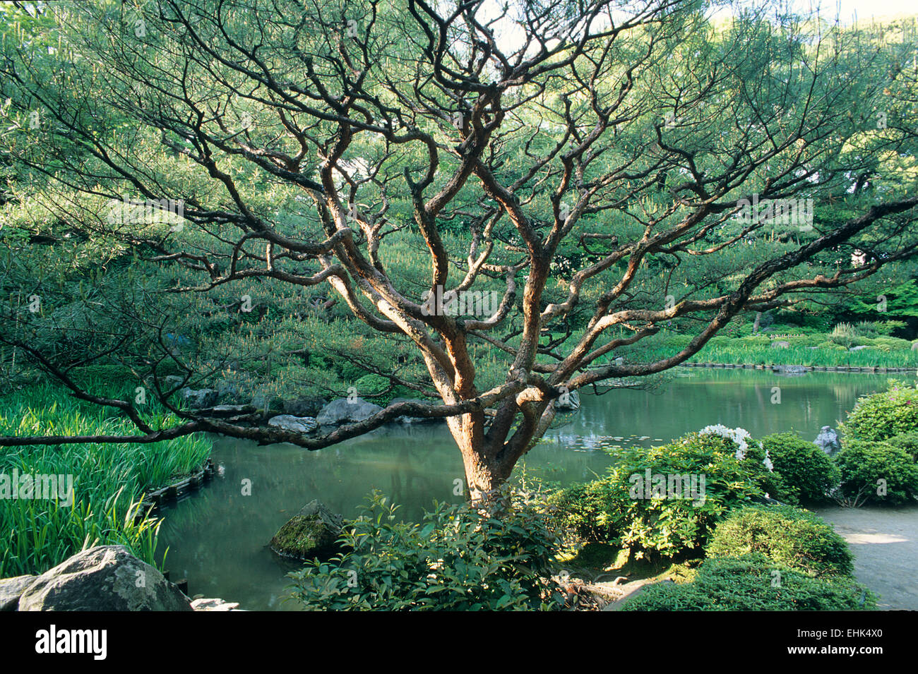 Pine trees are a major element in the Japanese garden and they are ...