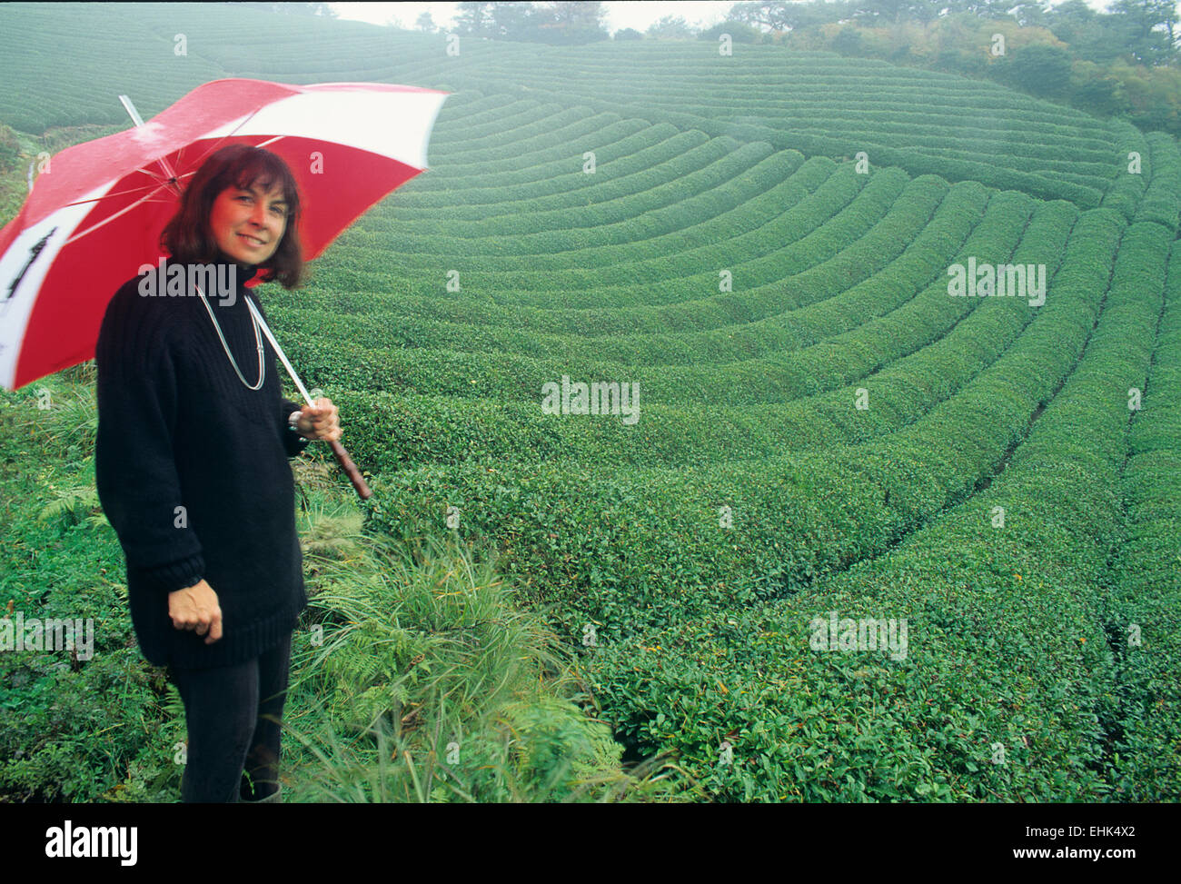 Green tea fields in the Uji City area produce the finest green tea in ...