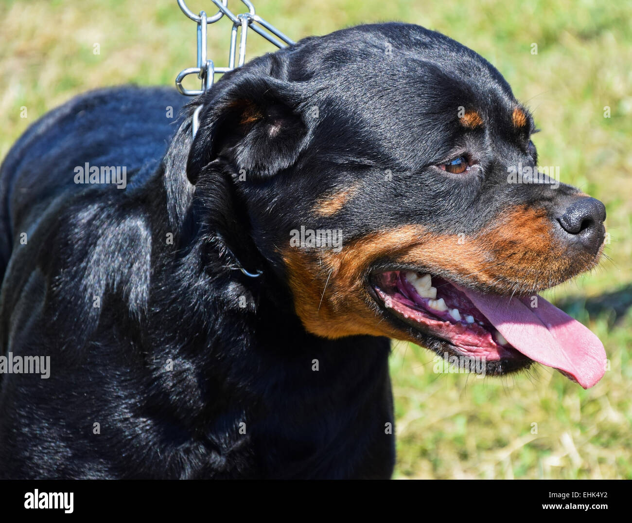 Female rottweiler dog hi-res stock photography and images - Alamy