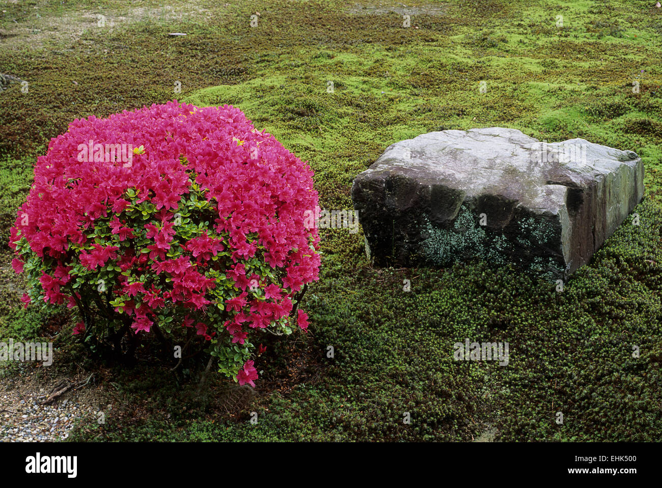 An azelea along with some moss and a stone sum up the essence of the ...
