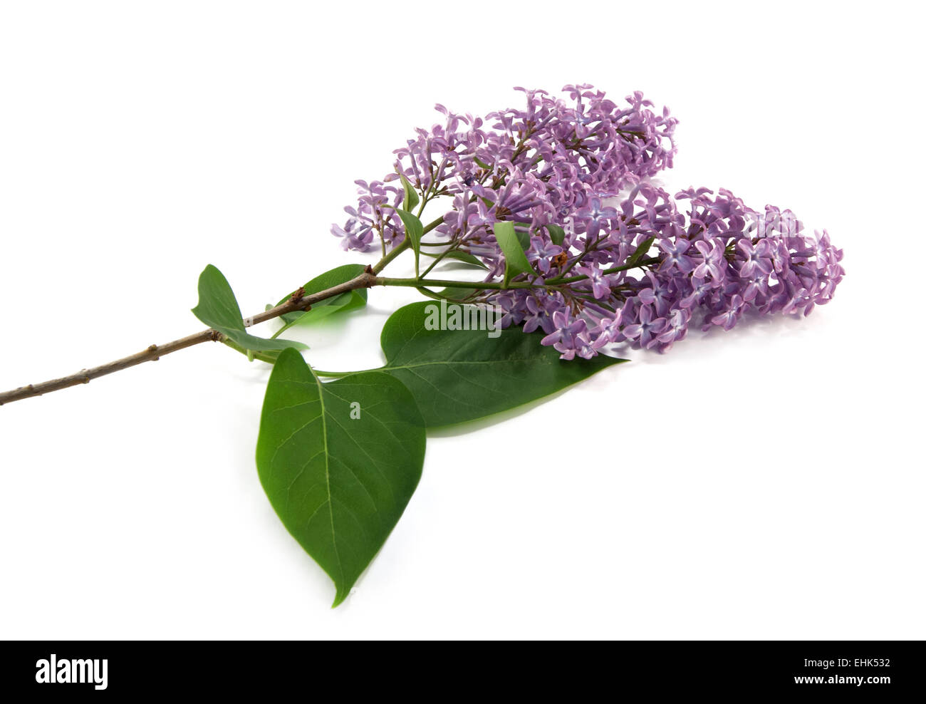 branch of lilac isolated on a white background Stock Photo - Alamy