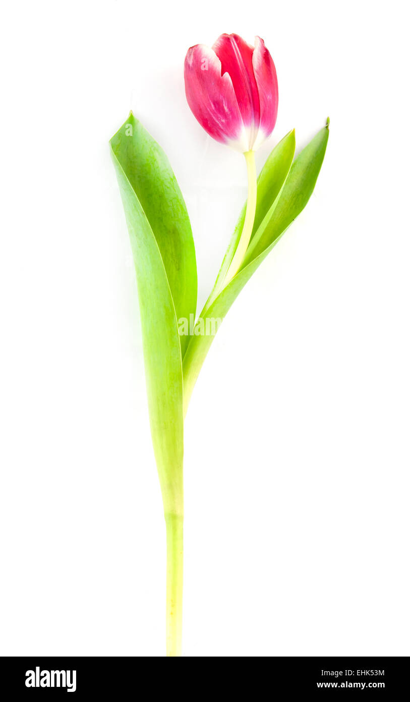 Dutch pink tulips Cut Out Stock Images & Pictures - Alamy
