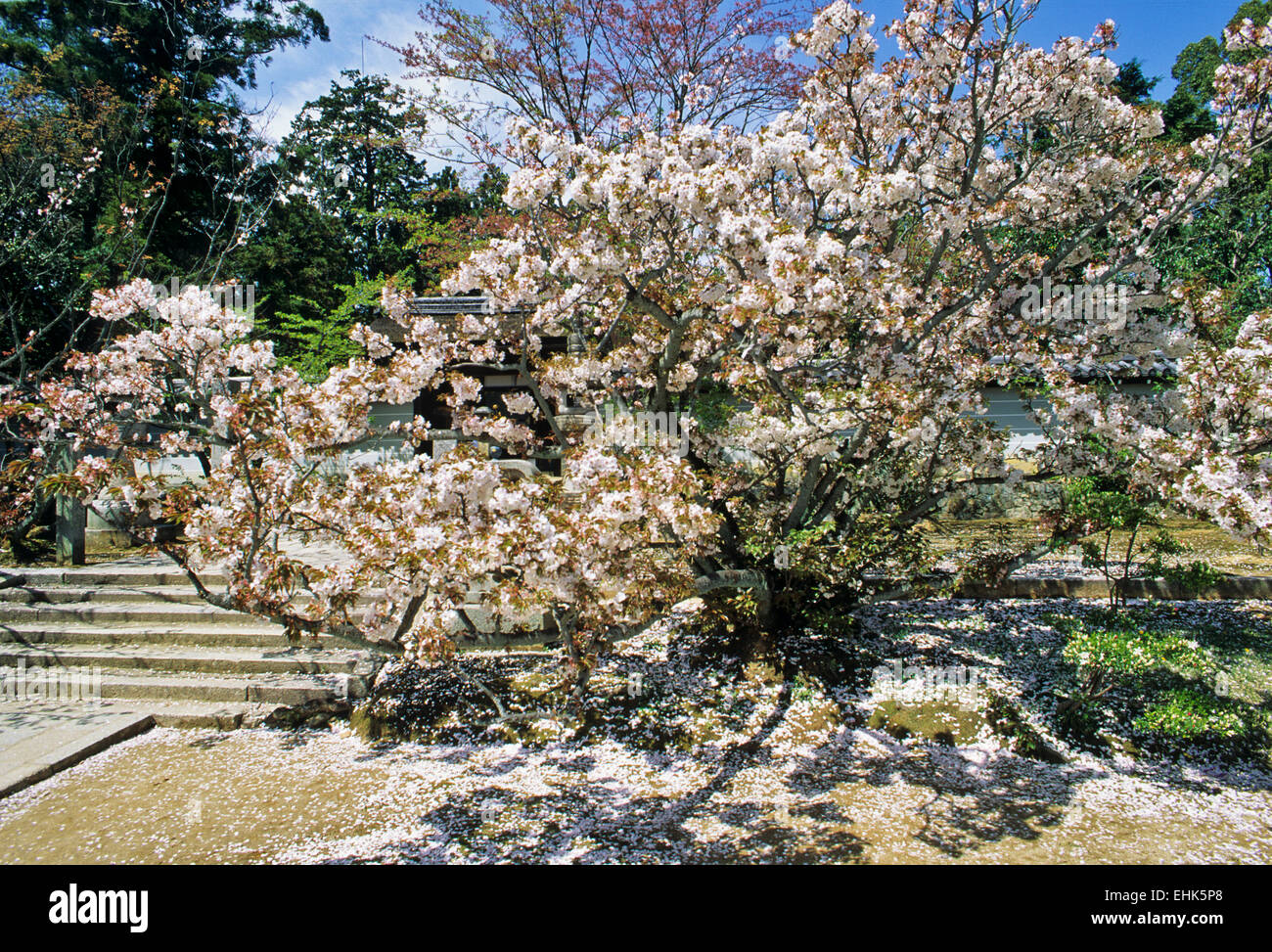 The City of Kyoto is a unique reserve for ancient Zen gardens and ...