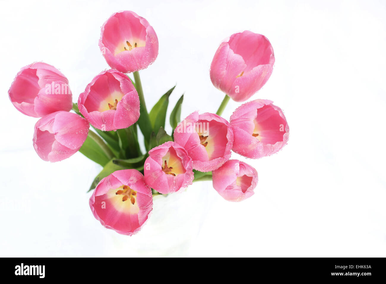 Pink tulips taken from above against white background Stock Photo - Alamy