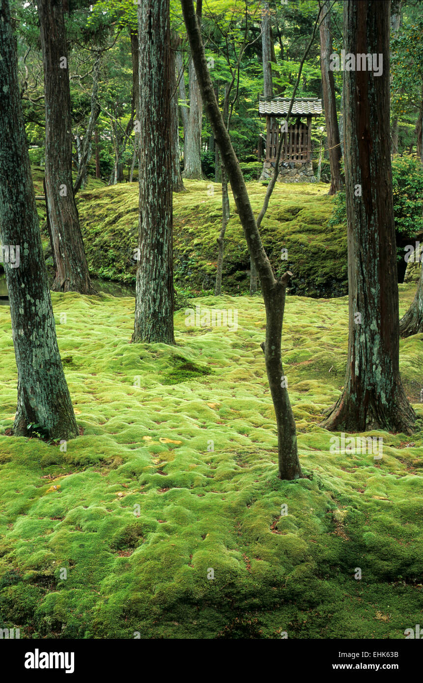 Moss temple hi-res stock photography and images - Alamy