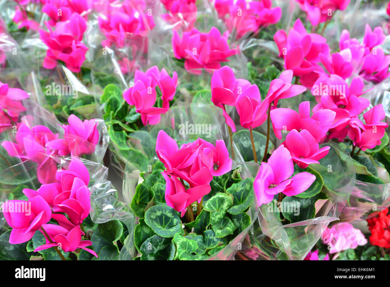 White pink cyclamen hi-res stock photography and images - Alamy