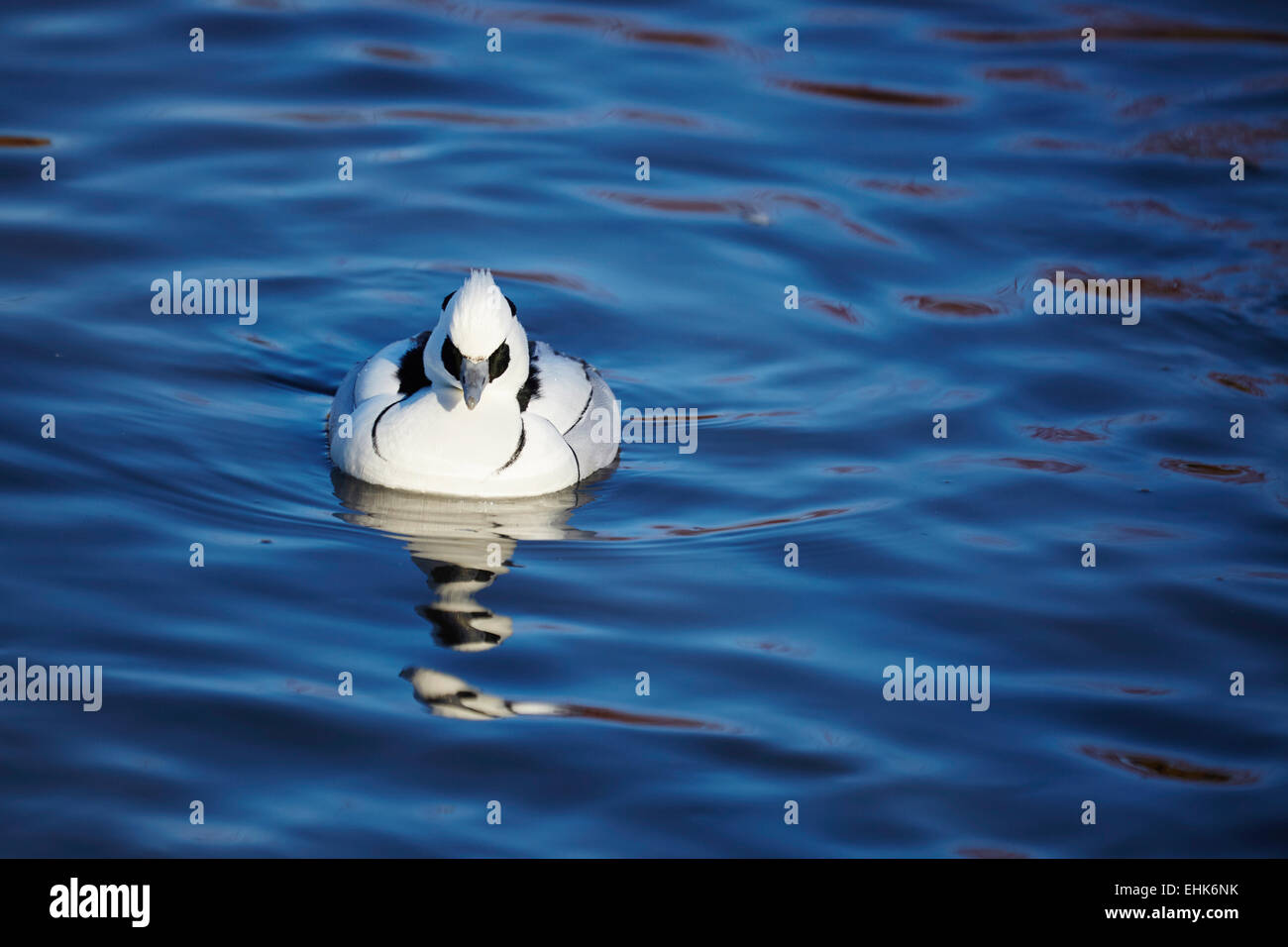 Smew Drake High Resolution Stock Photography and Images - Alamy