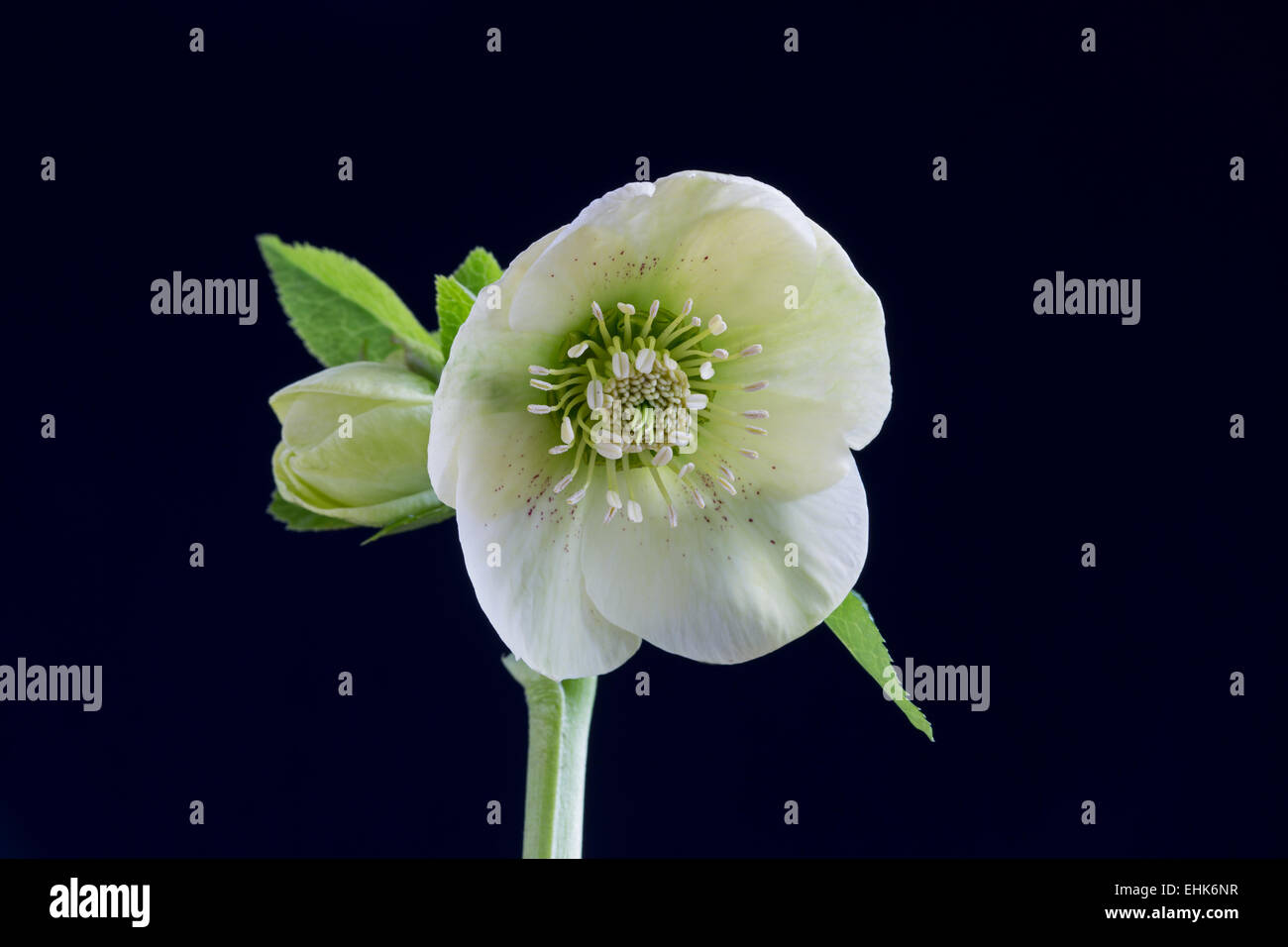 Hellebore orientalis flower and bud with a black background Stock Photo ...