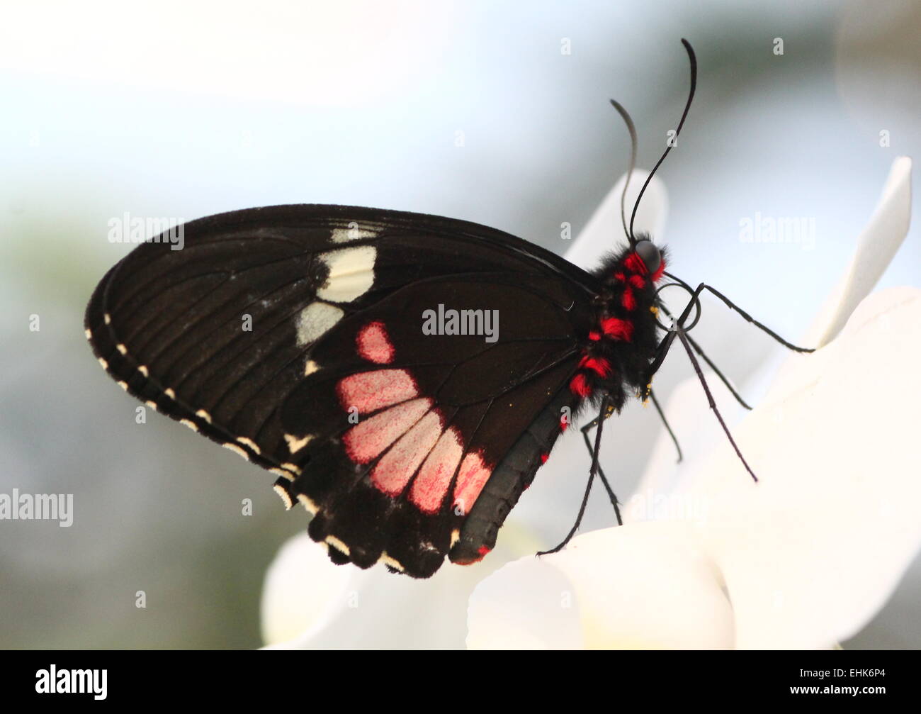 Pink spotted cattleheart butterfly hi-res stock photography and images ...