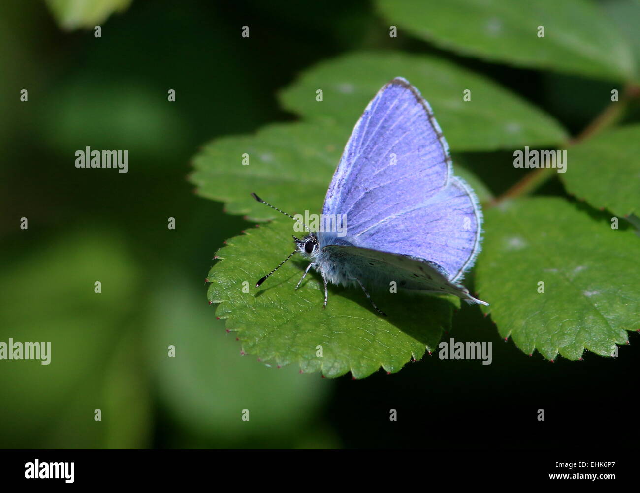 Male Holly Blue butterfly (Celastrina argiolus) posing on a leaf in ...