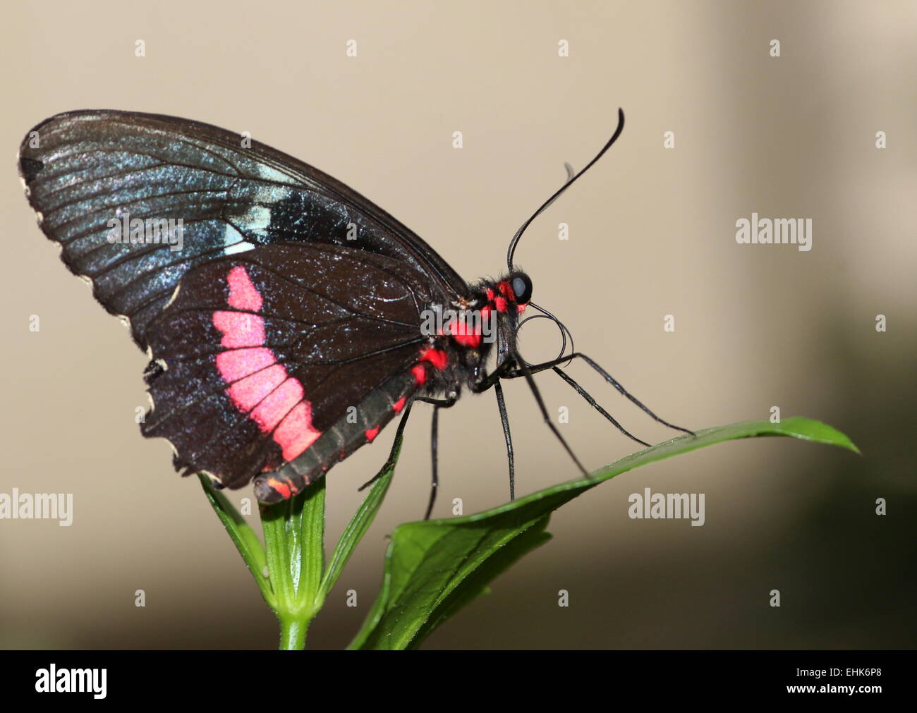 New World Pink Cattleheart or Transandean Cattleheart Butterfly ...