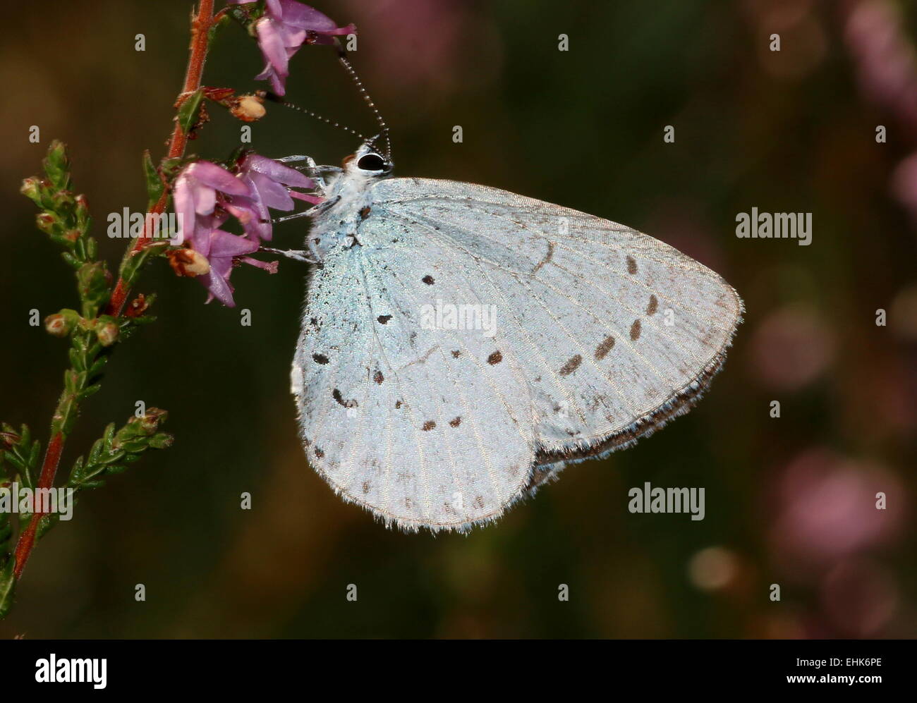 Holly Blue Butterfly Wings Closed High Resolution Stock Photography and ...