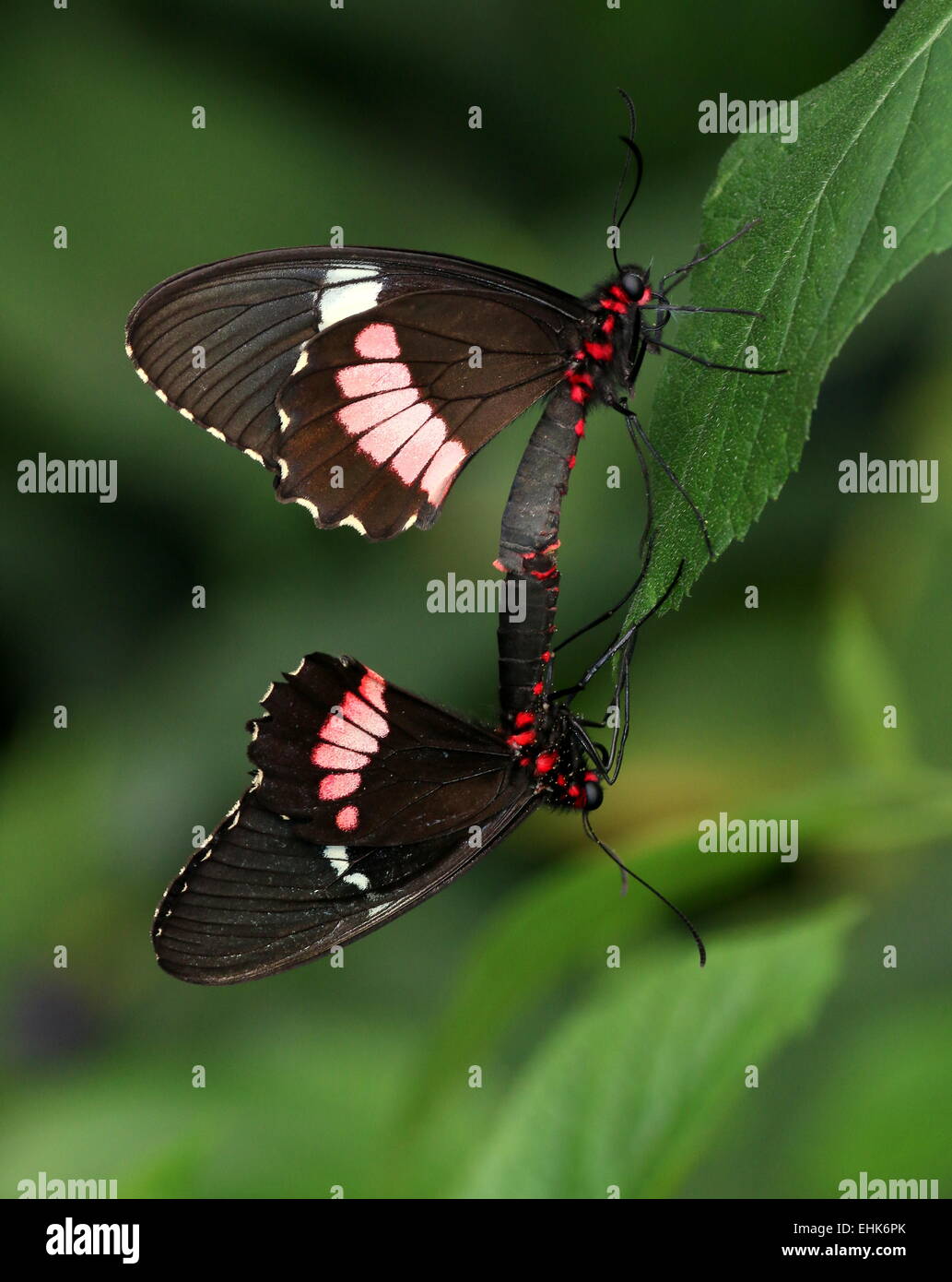 Cattle heart butterfly hi-res stock photography and images - Alamy