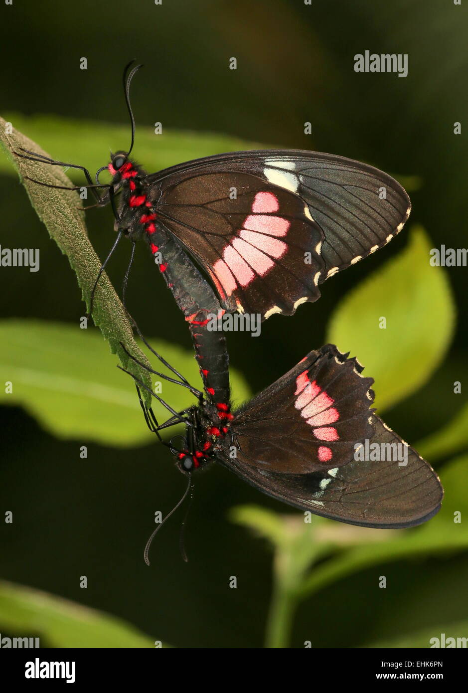 Pink cattleheart butterfly or parides iphidamas hi-res stock ...