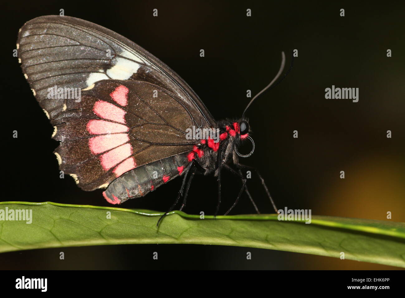Cattleheart butterflies hi-res stock photography and images - Alamy