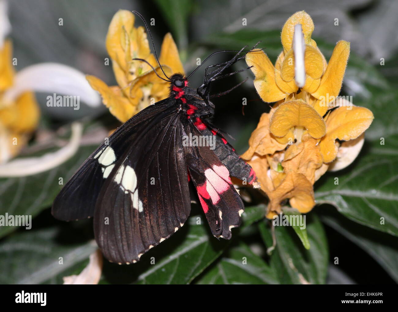 Cattleheart butterflies hi-res stock photography and images - Alamy