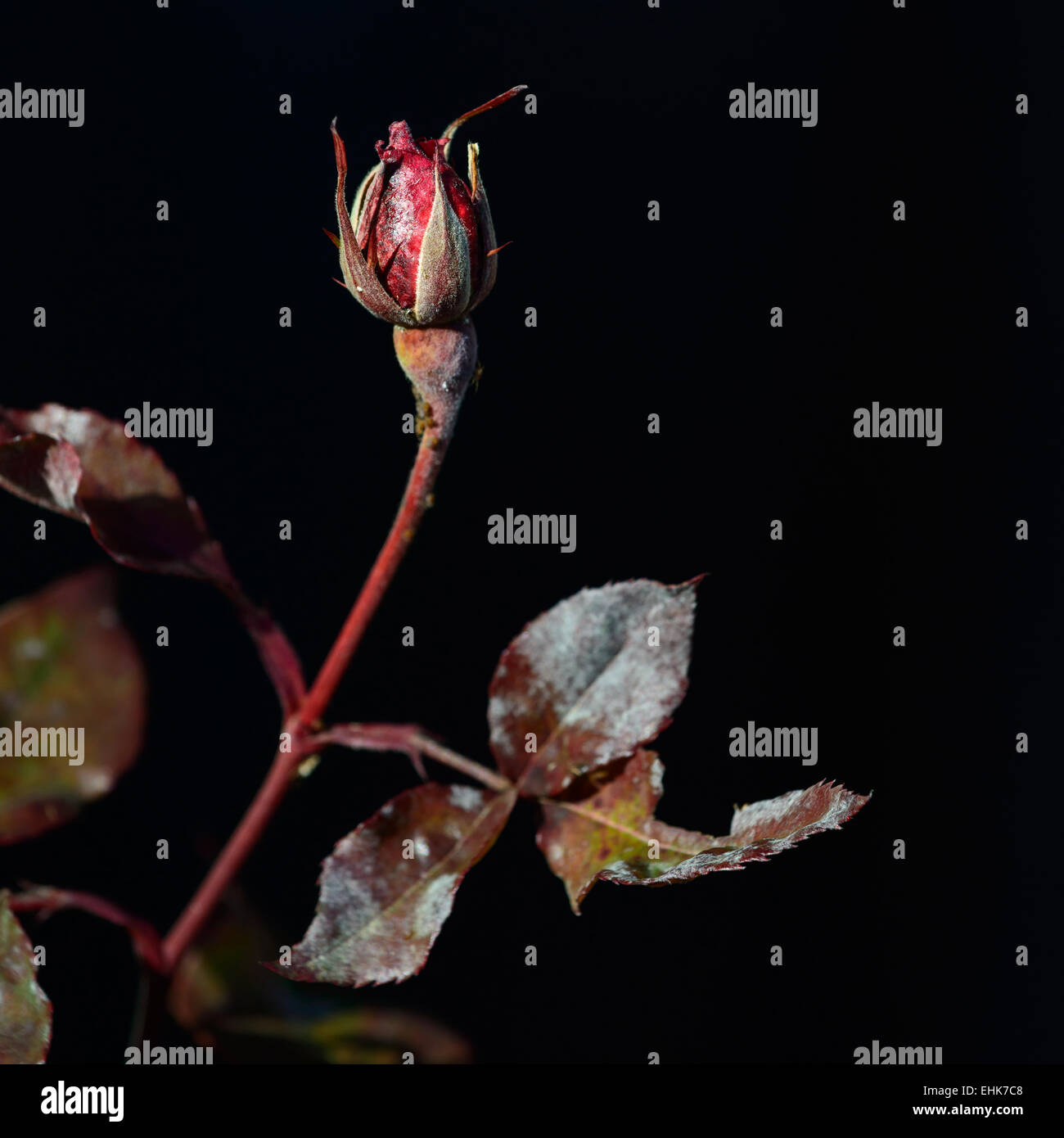 Black and white rosebud hi-res stock photography and images - Alamy